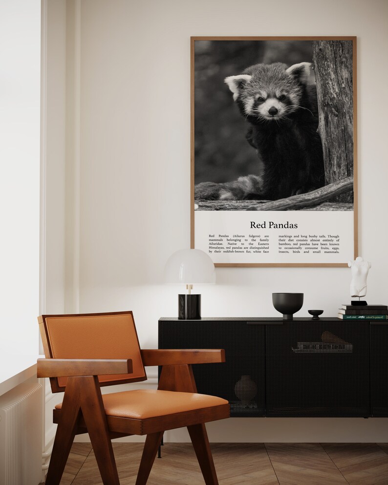 Red Panda Print, Printable Red Panda Wall Art, Infographic Red Panda ...