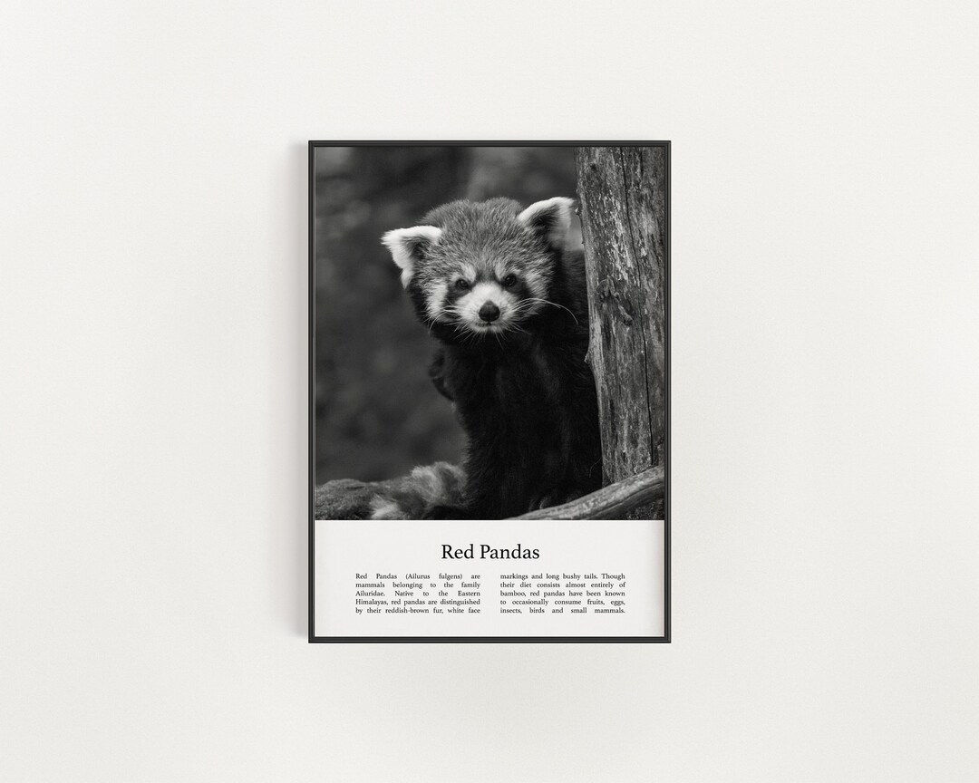 Red Panda Print, Printable Red Panda Wall Art, Infographic Red Panda ...