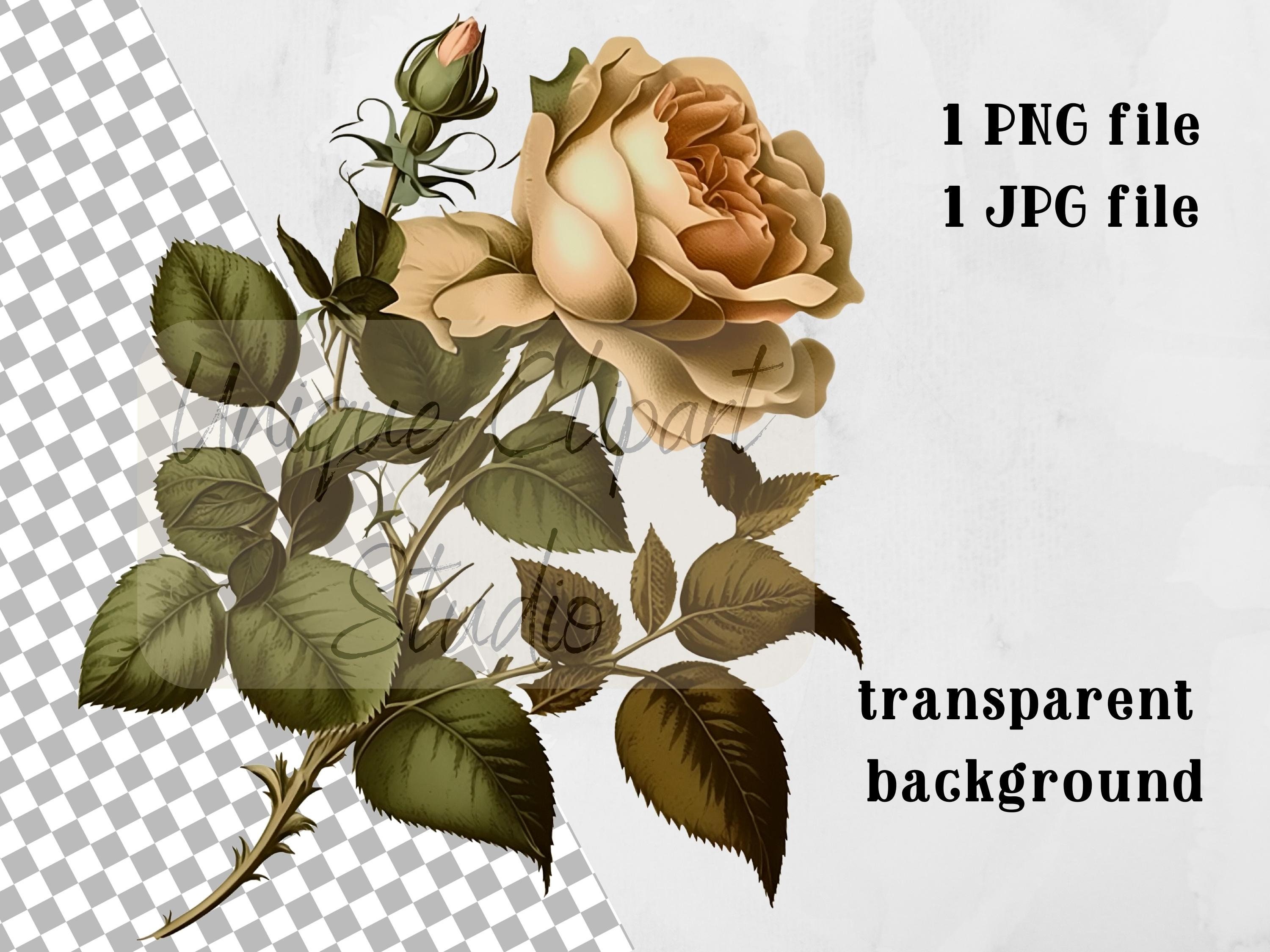 Vintage Pastel Rose Clipart | PNG Instant Download Free Commercial Use ...