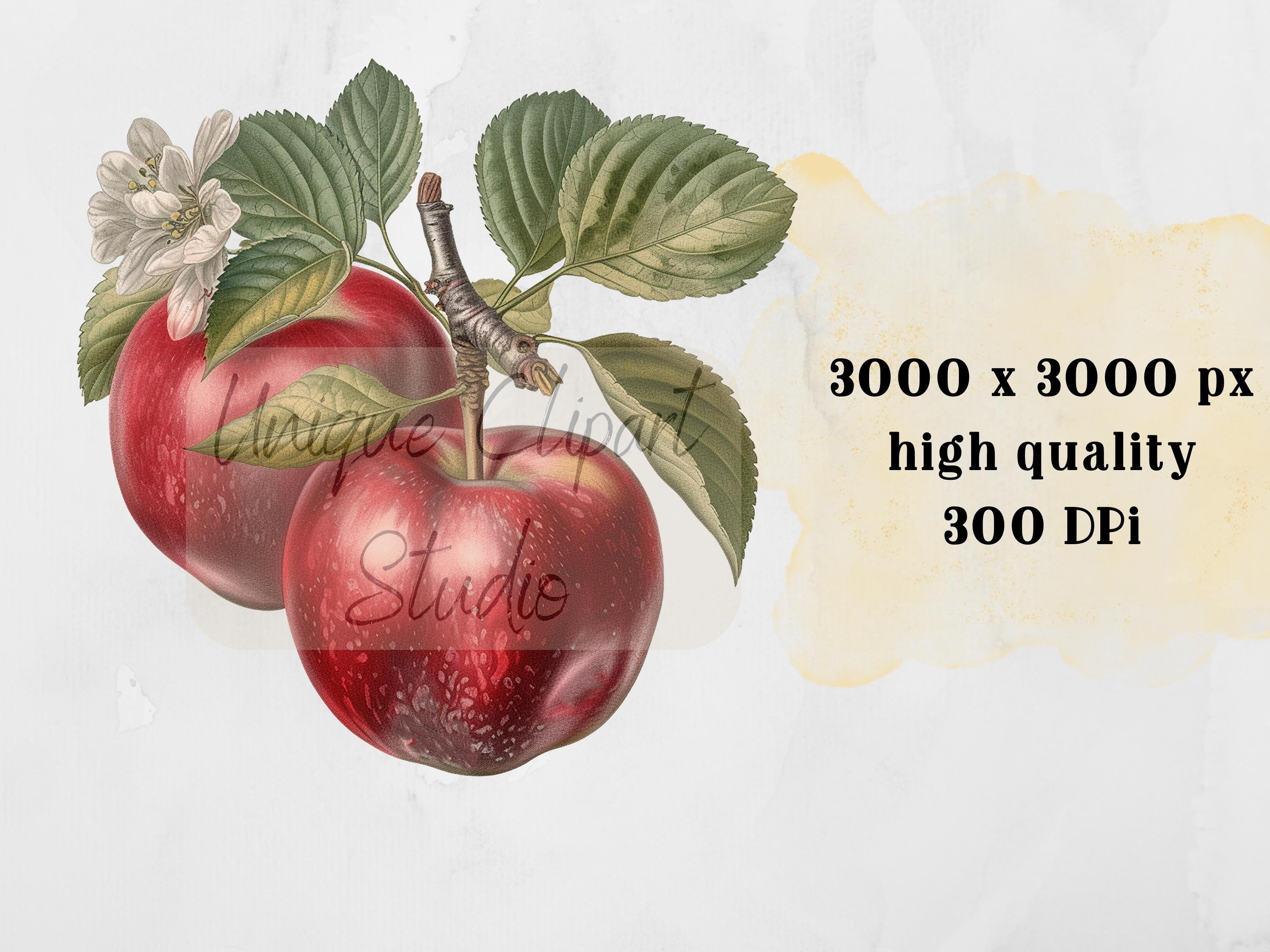 Vintage Red Apples Clipart Set | 19 PNG Files | Free Commercial Use ...