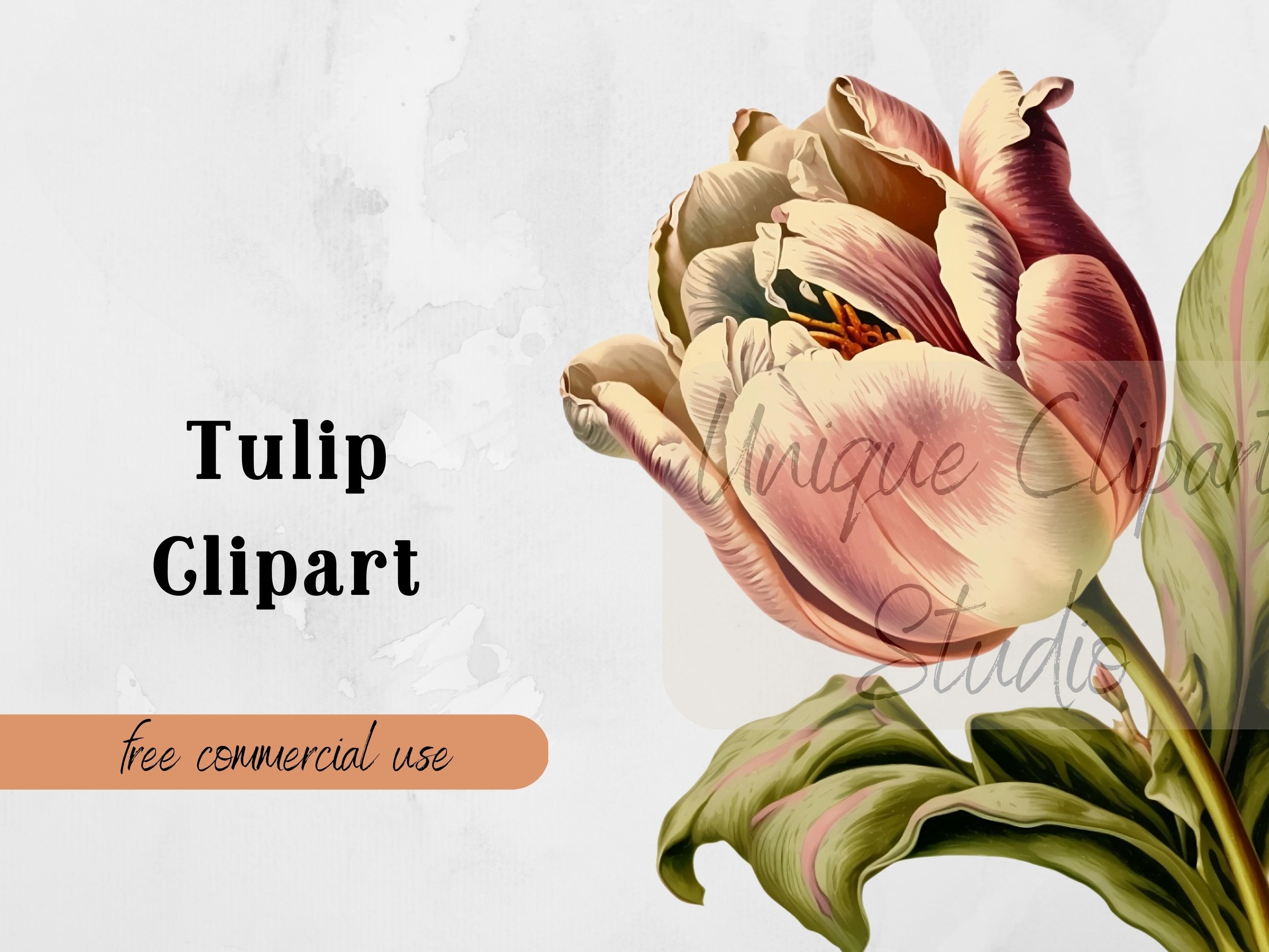 Vintage Tulip Clipart - PNG Instant Download Free Commercial Use ...