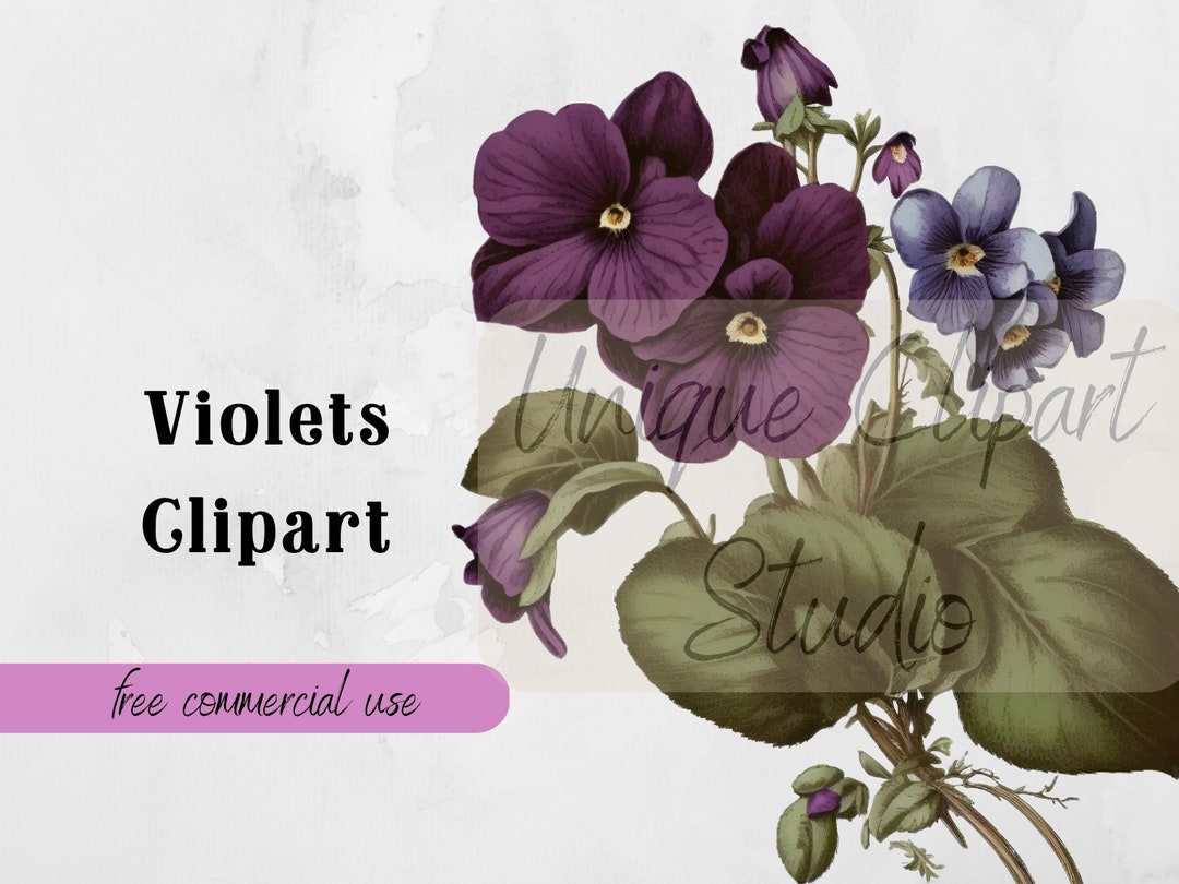 Vintage Violets Flowers Clipart - PNG Instant Download Free Commercial ...