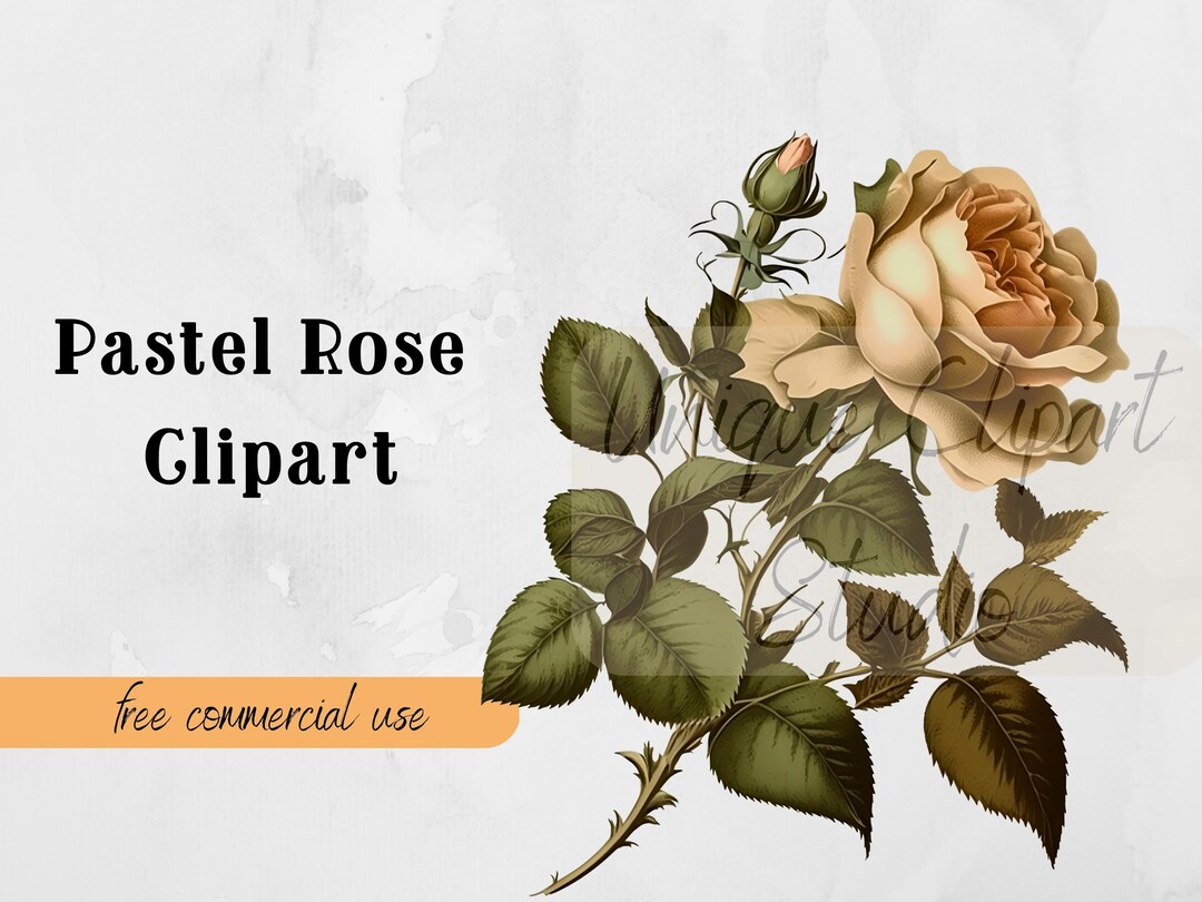 Vintage Pastel Rose Clipart | PNG Instant Download Free Commercial Use ...