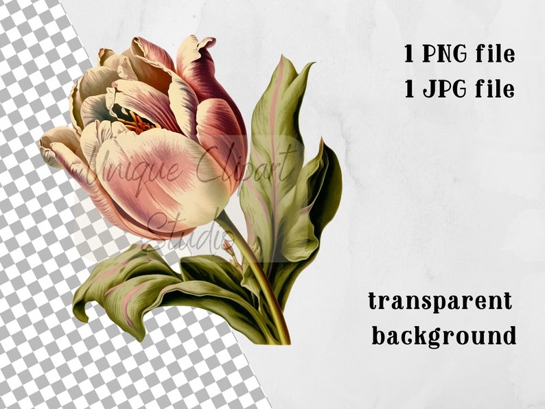 Vintage Tulip Clipart - PNG Instant Download Free Commercial Use ...