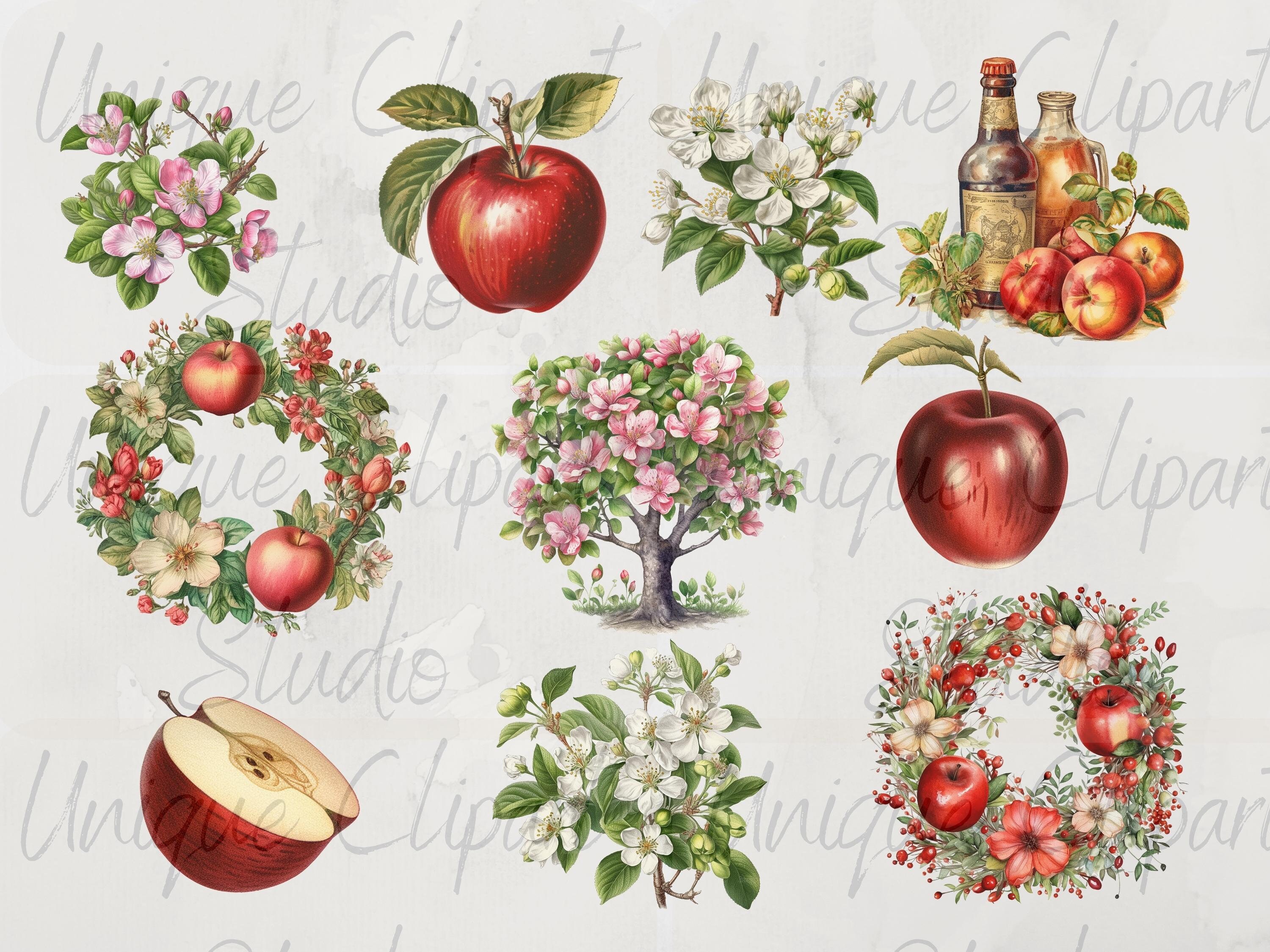 Vintage Red Apples Clipart Set | 19 PNG Files | Free Commercial Use ...