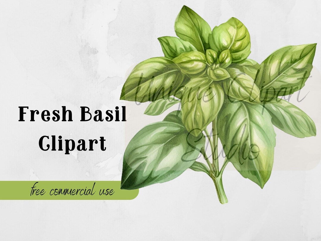 Watercolour Fresh Basil Clipart | PNG Instant Download With Free ...