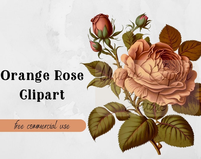 Orange Rose PNG Clipart, Watercolor Orange Rose Clipart Bundle, Rose ...