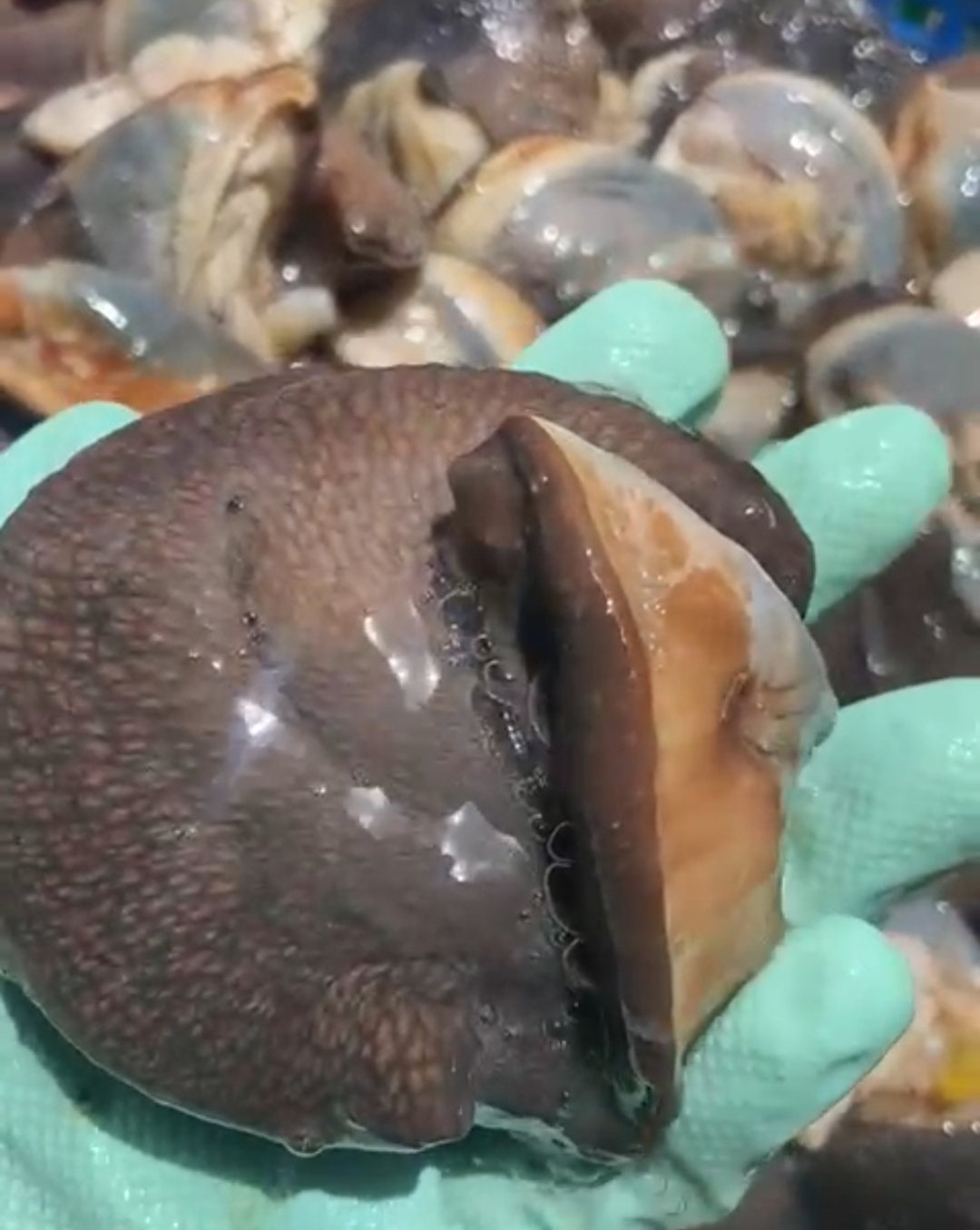 Fresh Frozen Snail Extra Jumbo Size /10 Pieces - Etsy