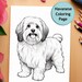 Havanese, Dog, Coloring Page, Dog Portrait, Printable Coloring Page ...
