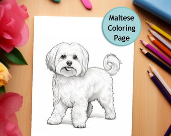 how to draw a maltese puppy