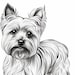 Yorkshire Terrier | Yorkie | Coloring Pages | Pet Portrait | Printable ...