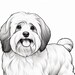 Havanese, Dog, Coloring Page, Dog Portrait, Printable Coloring Page ...