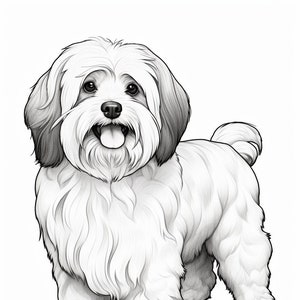 Havanese, Dog, Coloring Page, Dog Portrait, Printable Coloring Page ...
