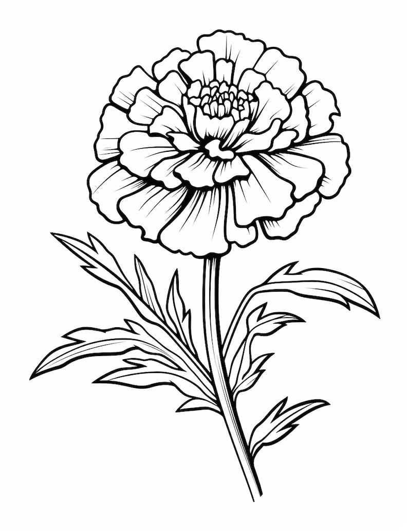 Marigold, Flower, Coloring Page, Flower Portrait, Printable Coloring ...