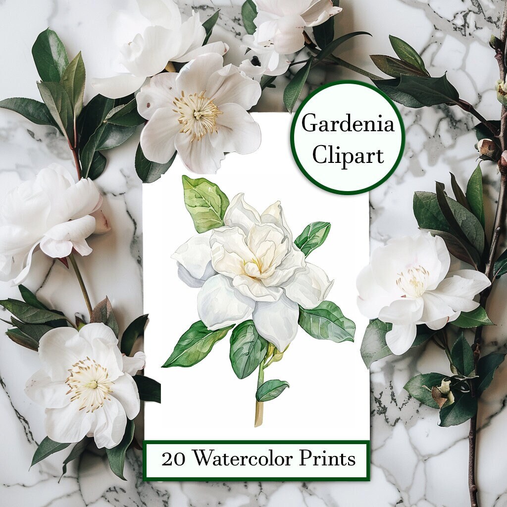 20 Gardenia Flowers, Watercolor Clipart Bundle, Flower Portrait ...