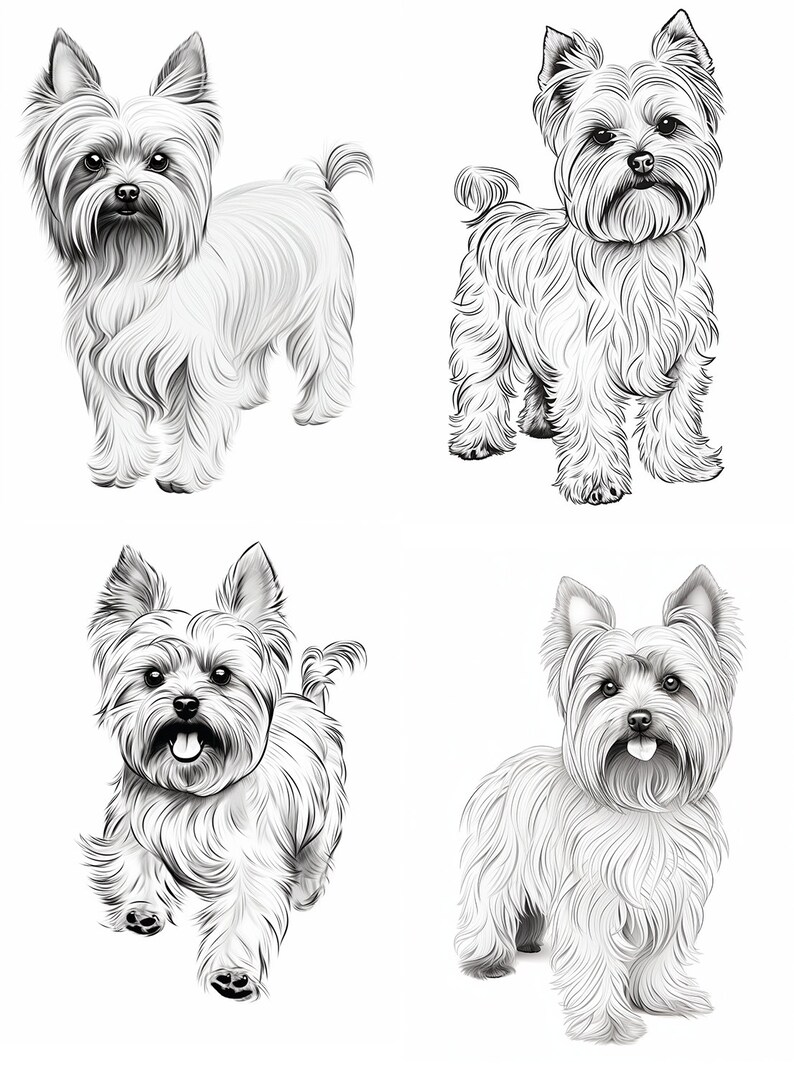 Yorkie, Dogs, Dog Coloring , Coloring Pages, Pet Portrait, Printable ...