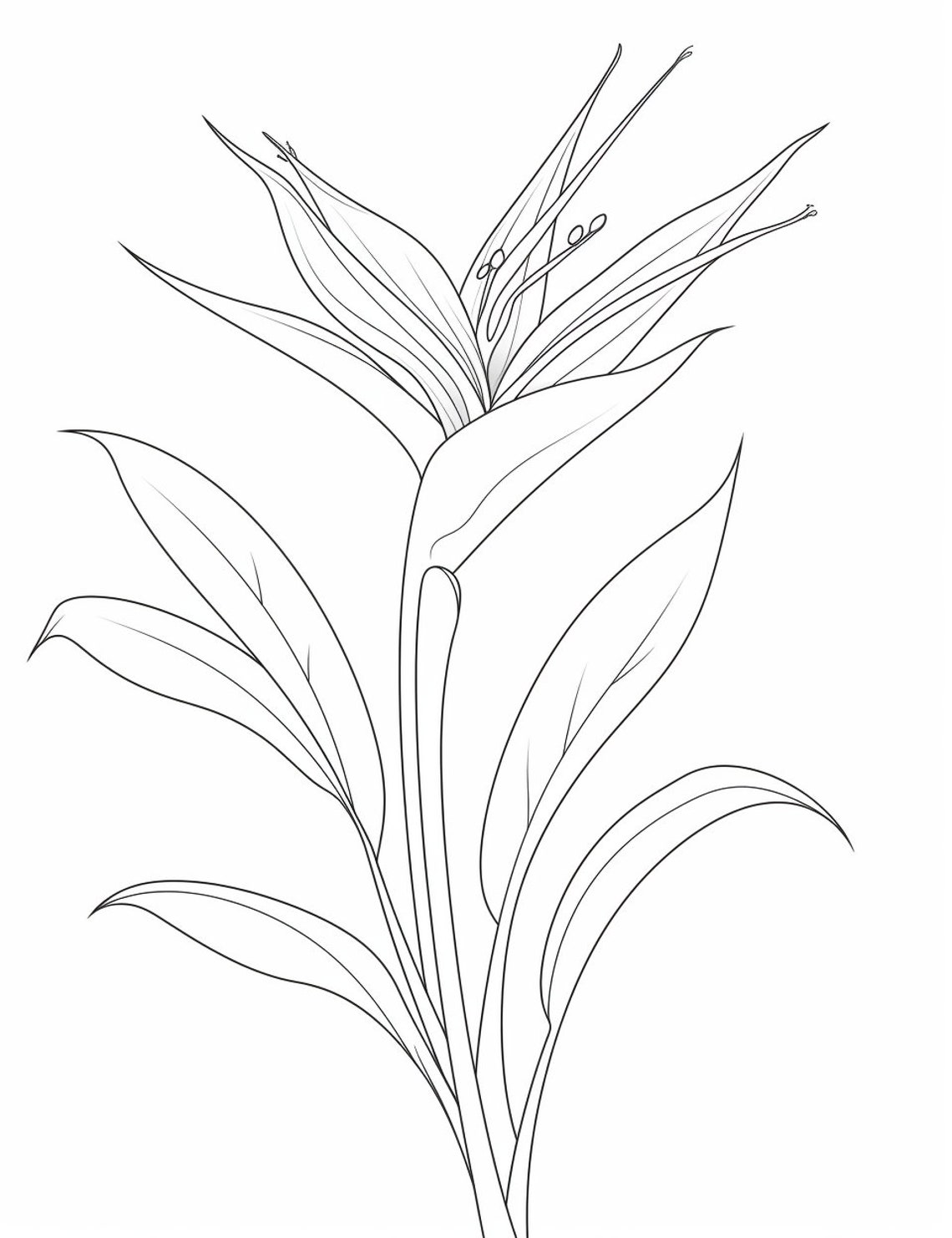 Bird of Paradise Flower, Coloring Page, Flower Portrait, Printable ...