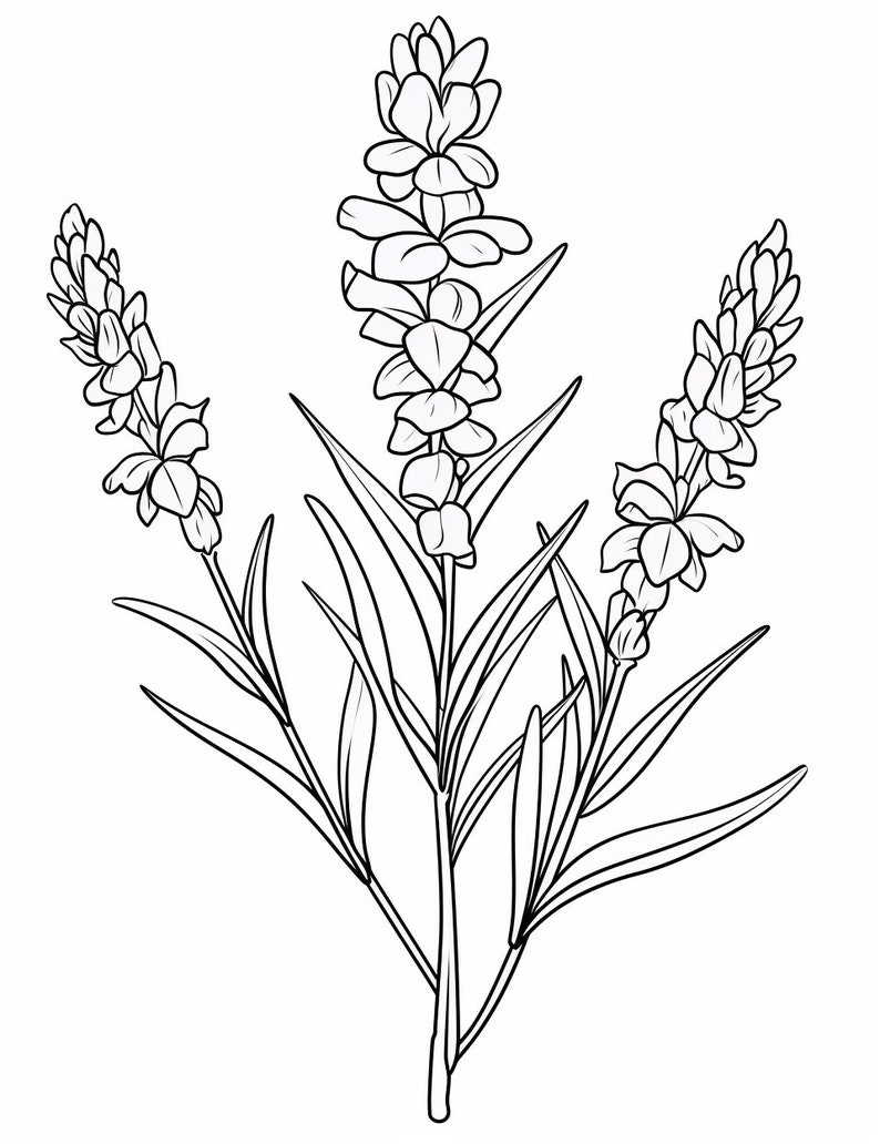 Lavender Flower Portrait, Printable Coloring Page (PNG, Instant ...