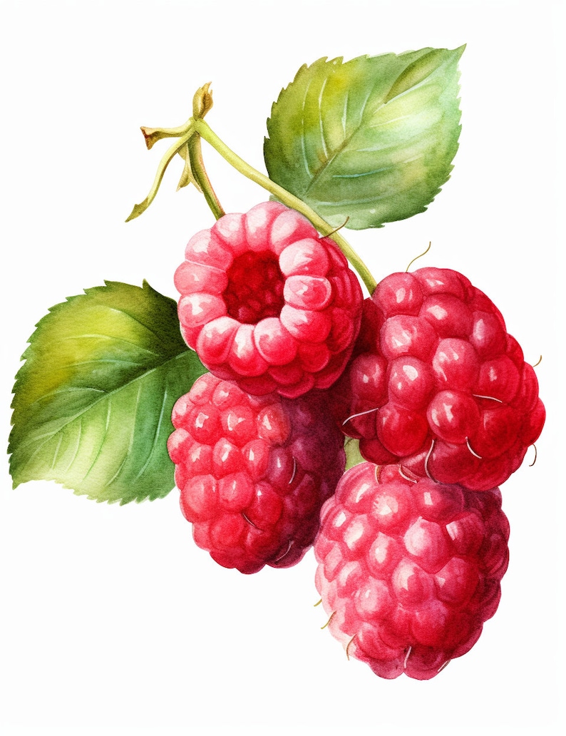 Fruit Clipart Watercolor Fruit Watercolor Clipart Fruit - Etsy