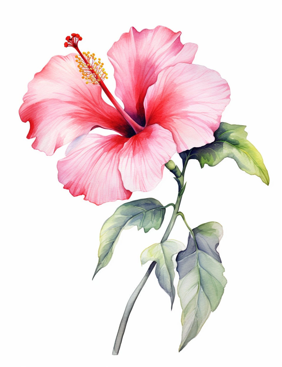 Hibiscus | Flowers | Clipart | Watercolor | Watercolor Clipart | Flower ...