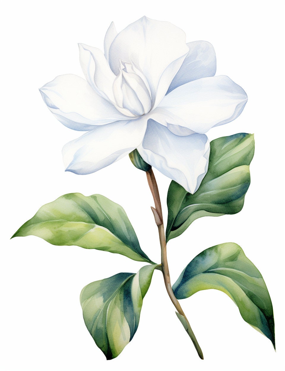 Gardenia, Flowers, Watercolor Clipart, Flower Portrait, Digital Prints ...