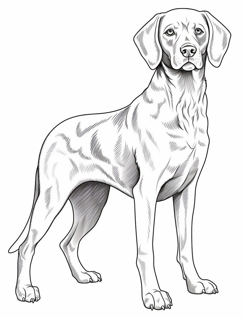 Brittany | Dog | Coloring Page | Pet Portrait | Printable Coloring Page ...