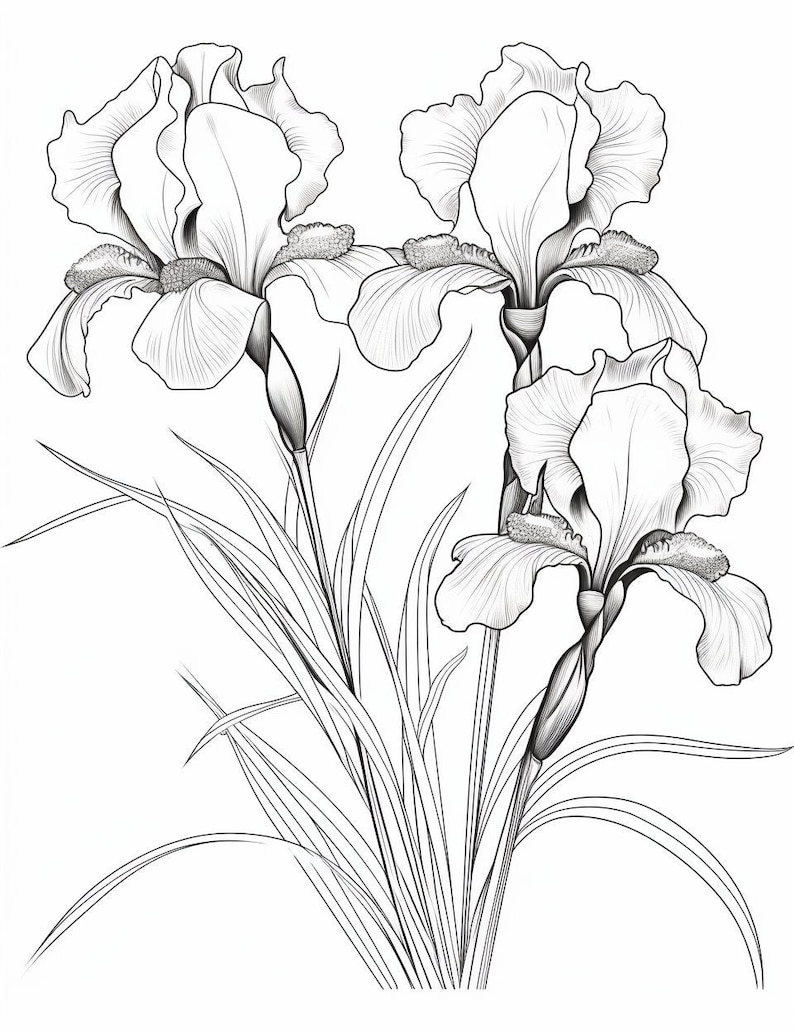 Iris Flower Coloring Page Flower Portrait Printable - Etsy