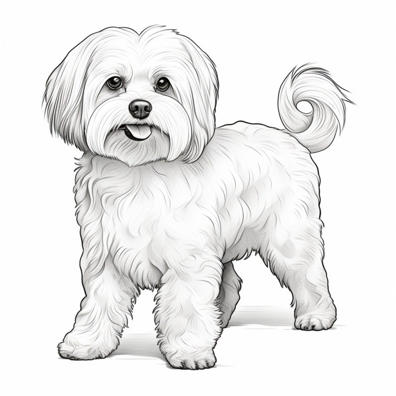 Maltese, Dog, Coloring Page, Dog Portrait, Printable Coloring Page ...