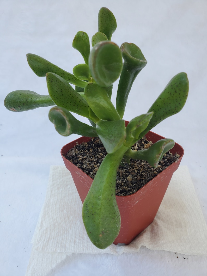 Shrek Ears Jade Plant Crassula Ovata Gollum Rooted & Ships - Etsy