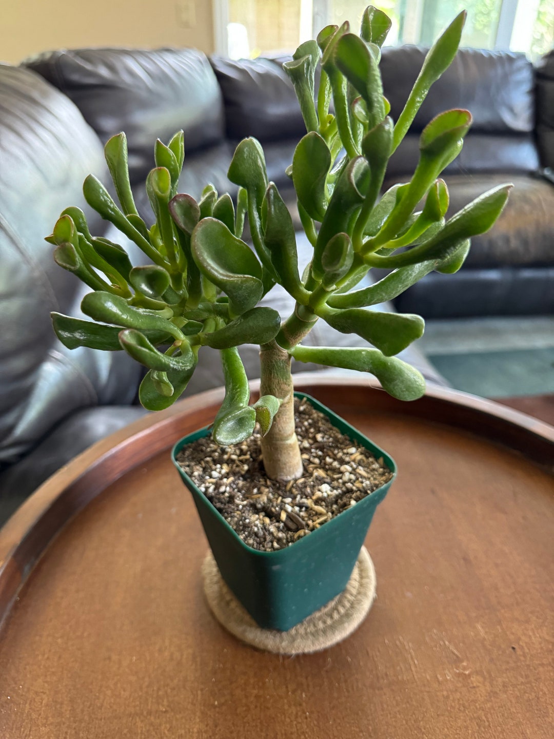 Large Shrek Ears ET Fingers Crassula Ovata 'gollum' Jade 12 to 14 - Etsy