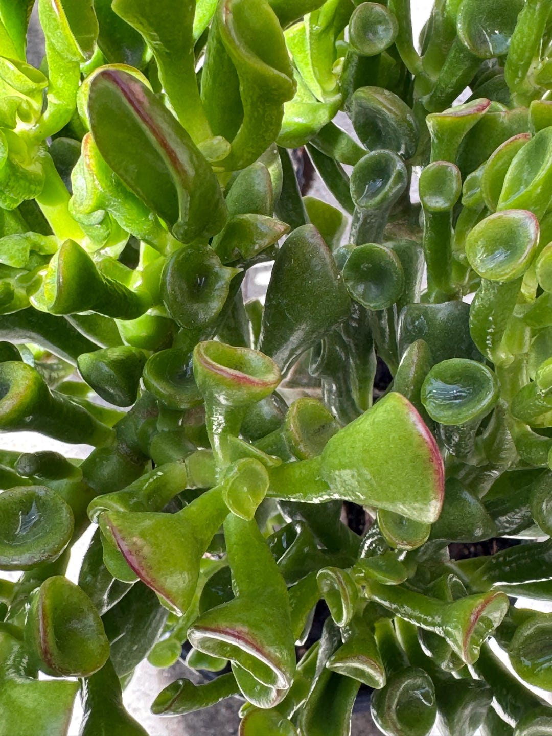 Large "shrek Ears" / "et Fingers" Crassula Ovata Jade Tree - 1 Gallon ...