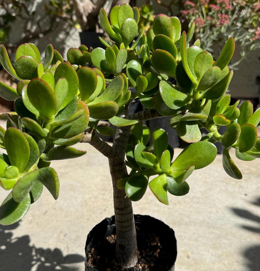 Large 'classic' Jade Tree Crassula Ovata 18 4 Years Old - Etsy