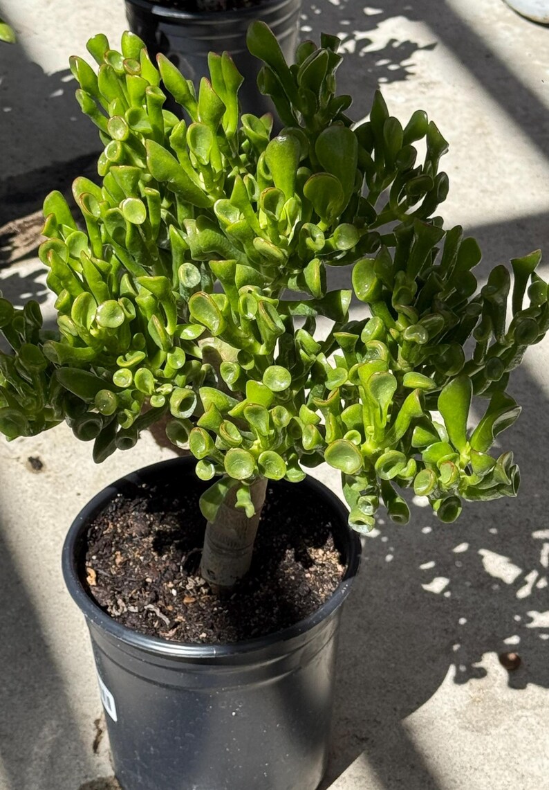 Large "shrek Ears" / "et Fingers" Crassula Ovata Jade Tree - 1 Gallon ...