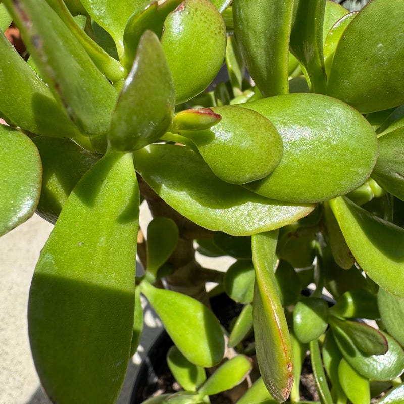 Large Jade Plant - Etsy