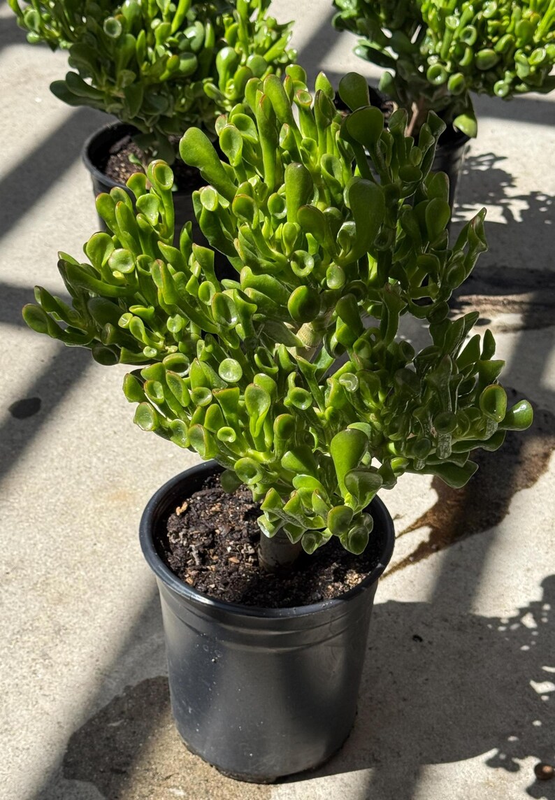 Large "shrek Ears" / "et Fingers" Crassula Ovata Jade Tree - 1 Gallon ...