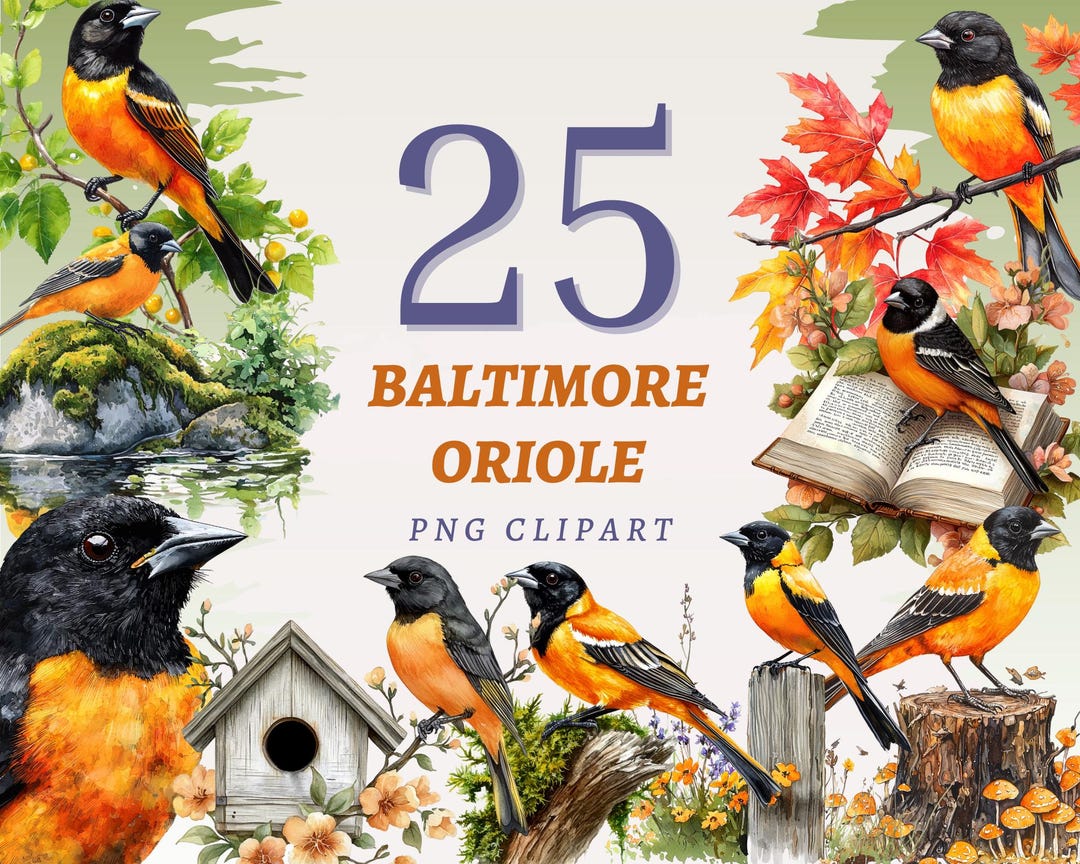 25 Baltimore Oriole Clipart, High Quality Transparent Pngs, Instant ...