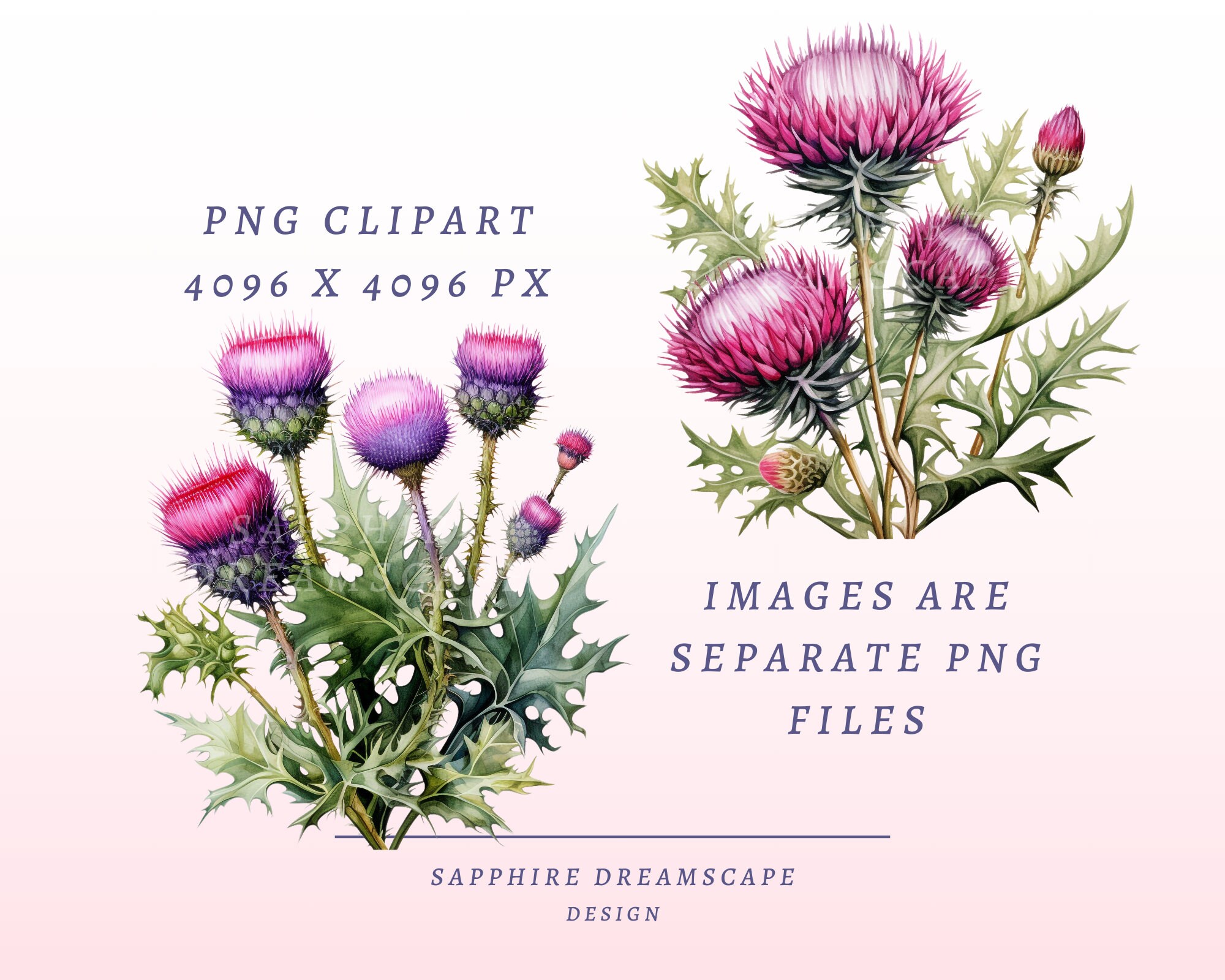 35 Watercolor Thistle Clipart, High Quality Transparent Pngs, Instant ...