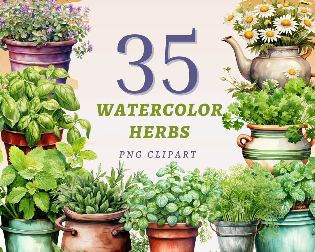 35 Watercolor Herbs Clipart, High Quality Transparent Pngs, Instant ...