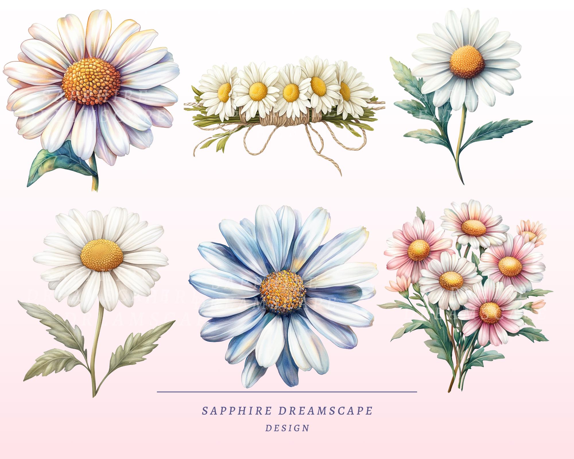 30 Watercolor Daisy Clipart Spring Floral Print Set of White Flowers ...