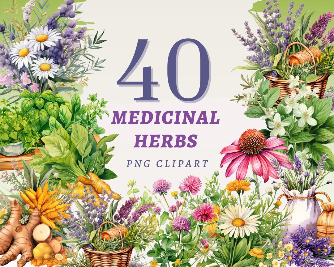 40 Medicinal Herbs Clipart, High Quality Transparent Pngs, Instant ...