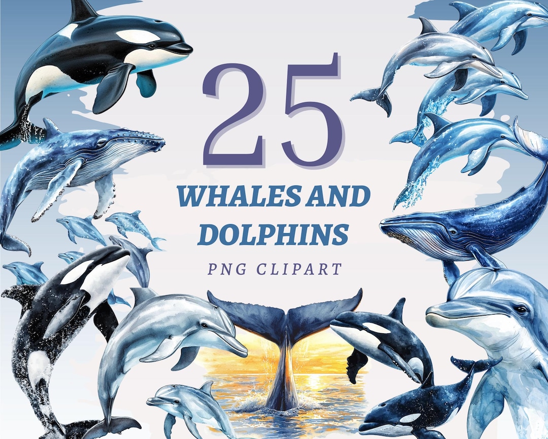 25 Whales and Dolphins Clipart, High Quality Transparent Pngs, Instant ...