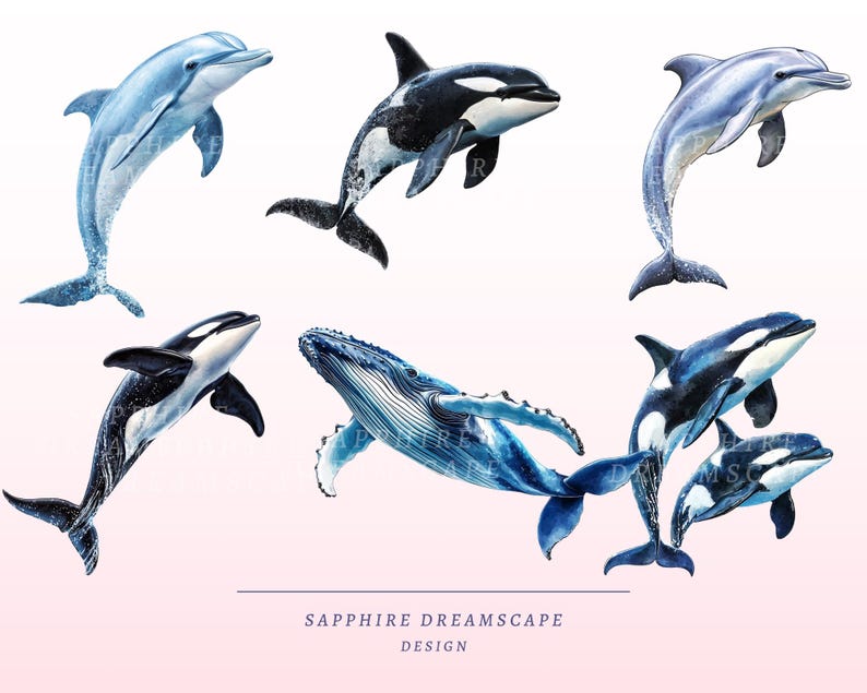 25 Whales and Dolphins Clipart, High Quality Transparent Pngs, Instant ...