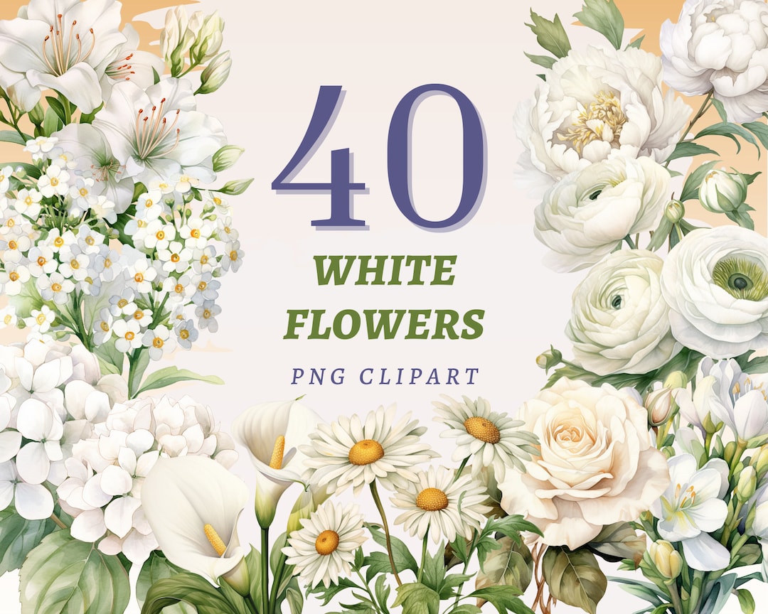 40 White Flowers Clipart, High Quality Transparent Pngs, Instant ...
