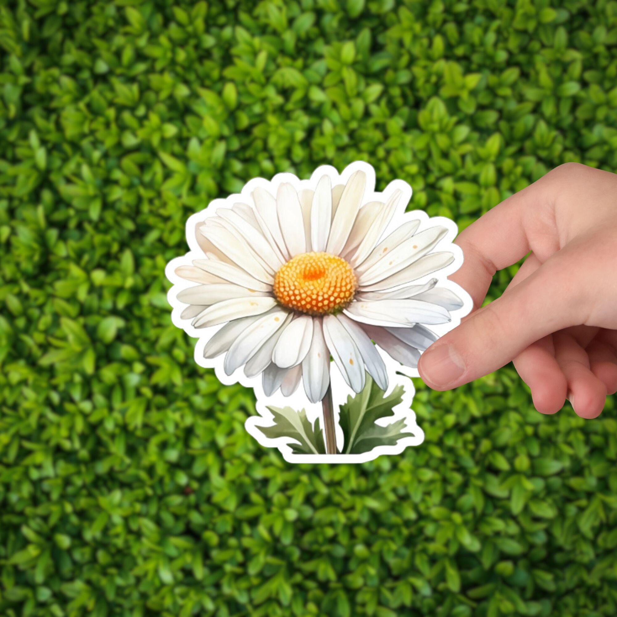 April Birth Flower Sticker Watercolor Daisy Birth Month - Etsy