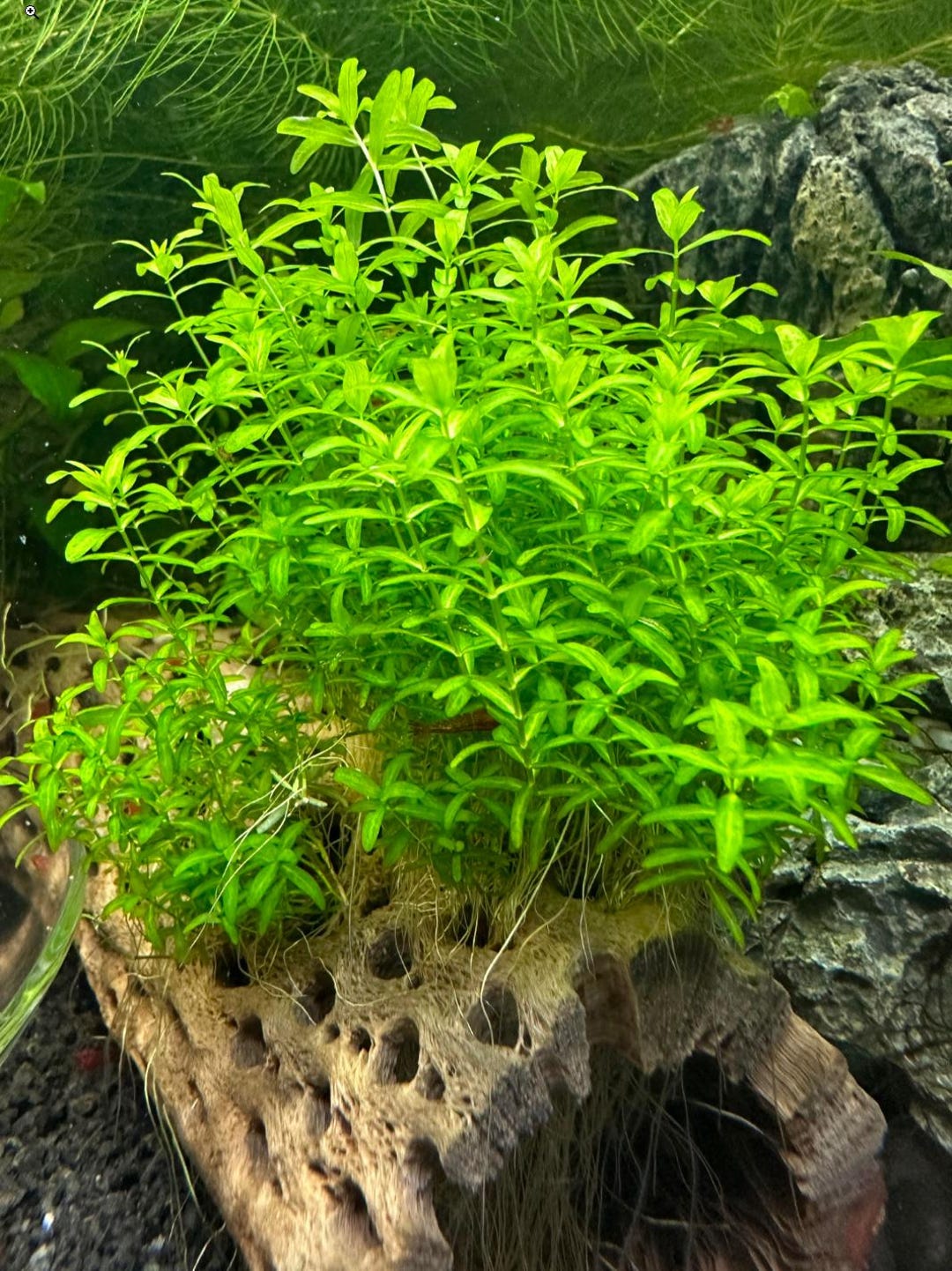 PEARL WEED (micranthemum Micranthemoides) POTTED - Live Foreground ...