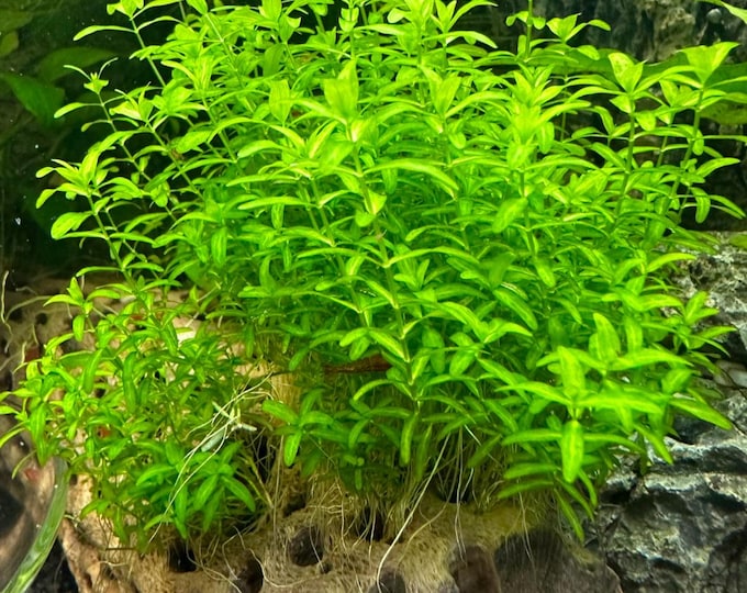 PEARL WEED (micranthemum Micranthemoides) POTTED - Live Foreground ...