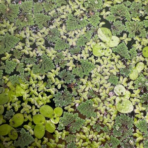 MIX Giant Duck / Duckweed / Azolla / Spirodela Polyrhiza Mosquito Ferns ...