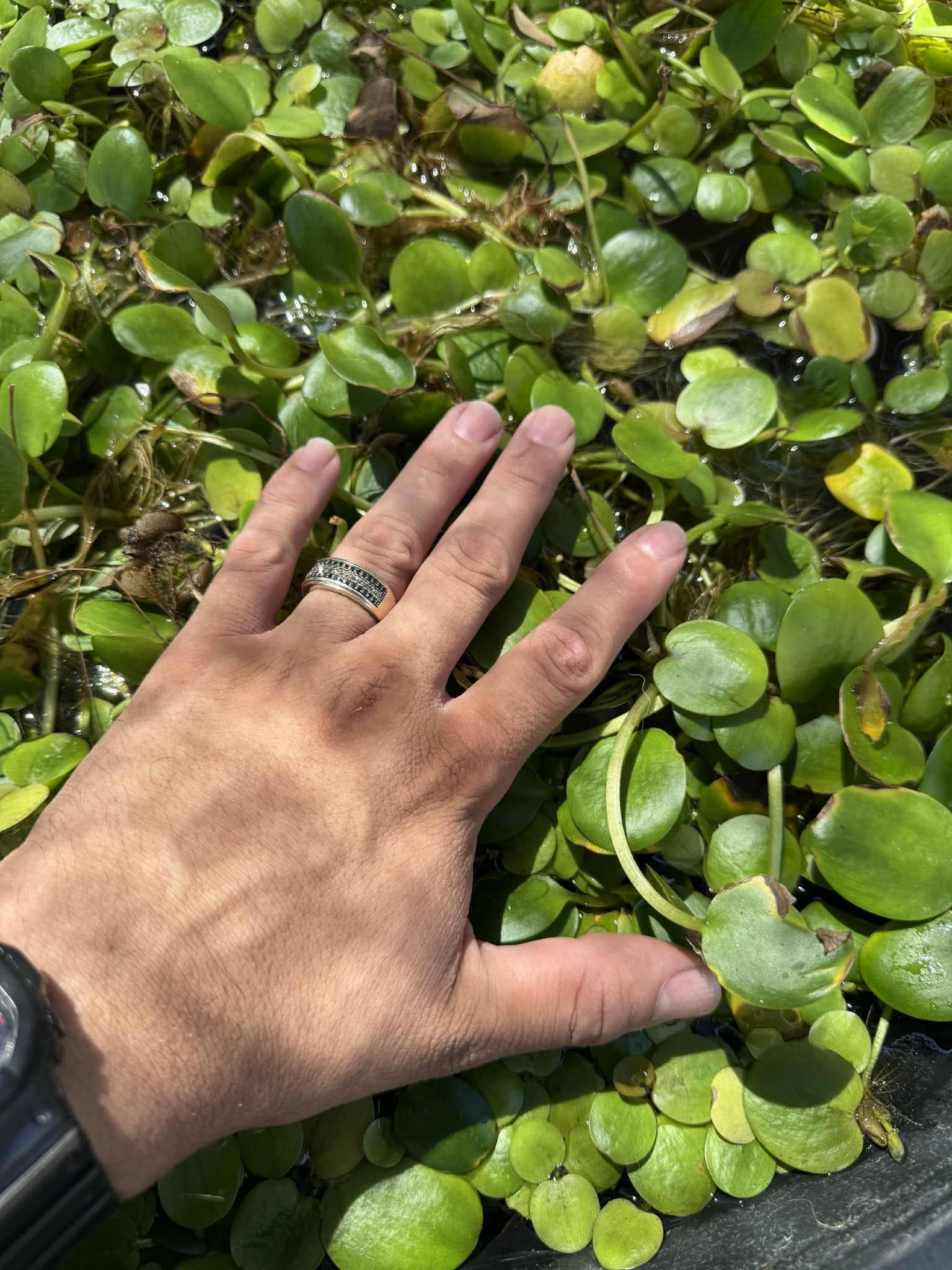 JUMBO GIANT Amazon Frogbit, Limnobium Laevigatum, Live Aquarium/aquatic ...