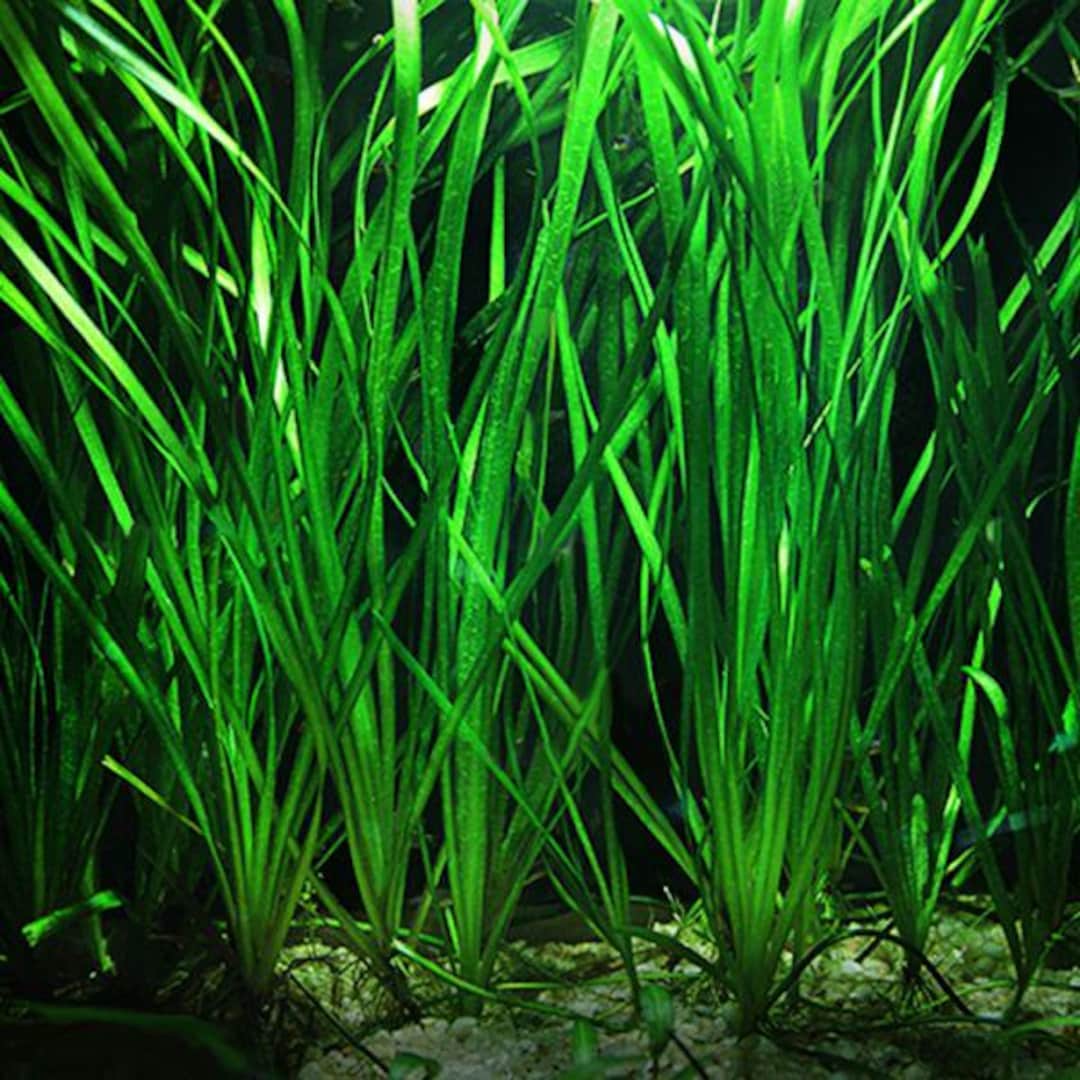 Italian Vallisneria - Live Aquarium Plant: 4-5 Stems - 4-5