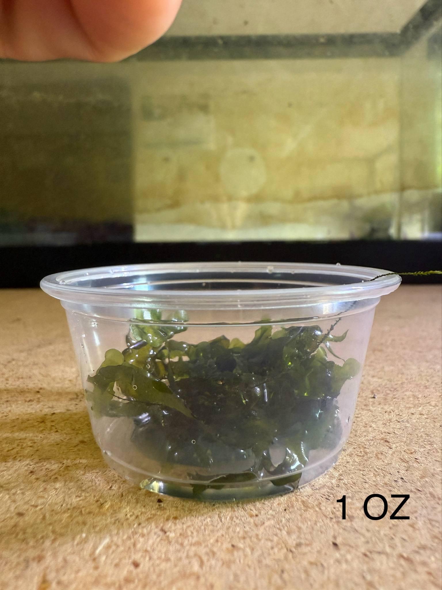 Subwassertang Round Pellia Moss - Live Aquarium Plant/aquatic/floating ...